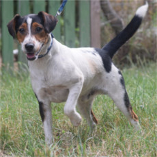 Tierschutz Pfote & Co e.V. – Monokini