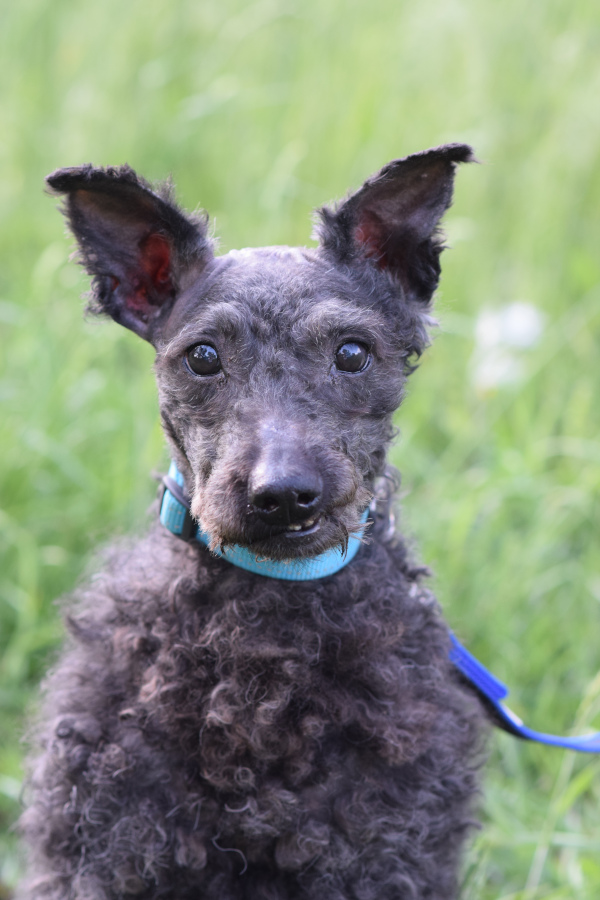 Tierschutz Pfote & Co e.V. – Bendeg