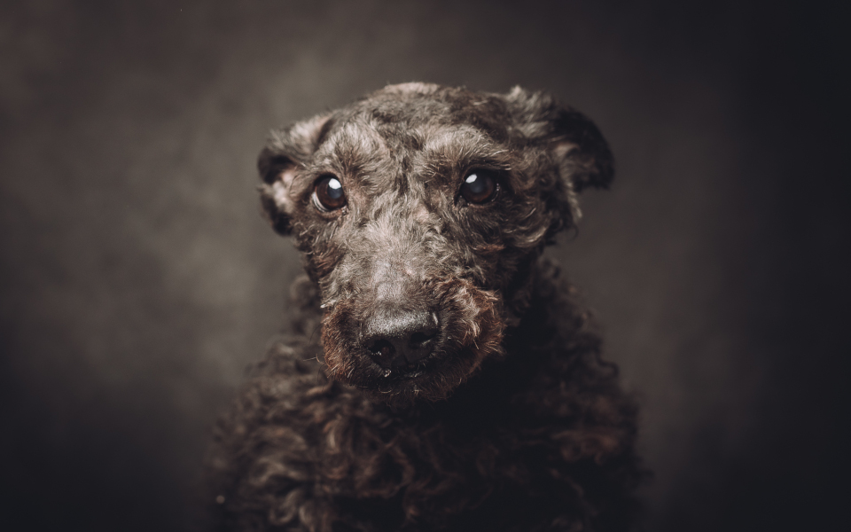 Tierschutz Pfote & Co e.V. – Bendeg