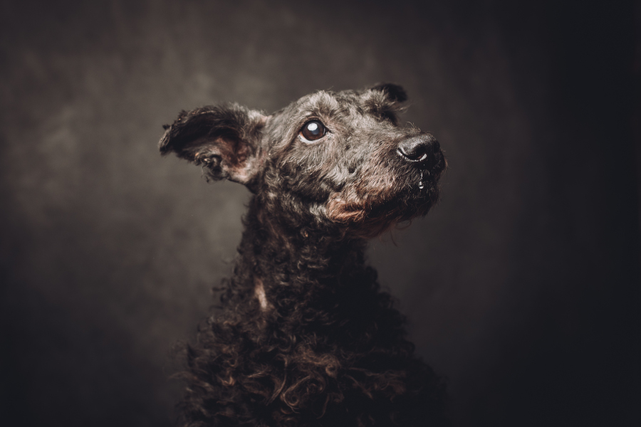 Tierschutz Pfote & Co e.V. – Bendeg