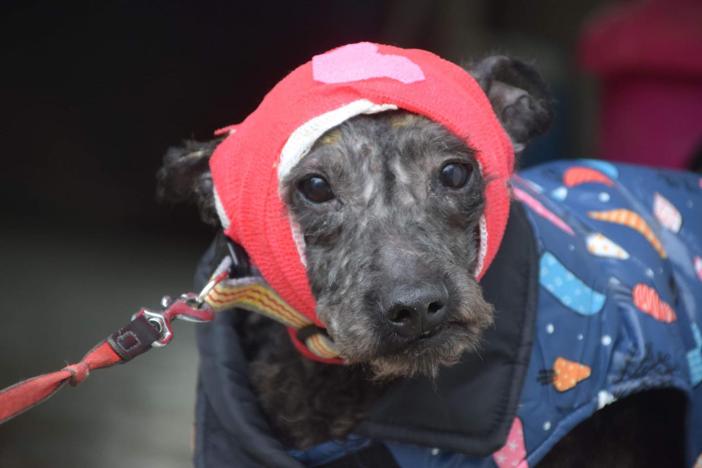 Tierschutz Pfote & Co e.V. – Bendeg