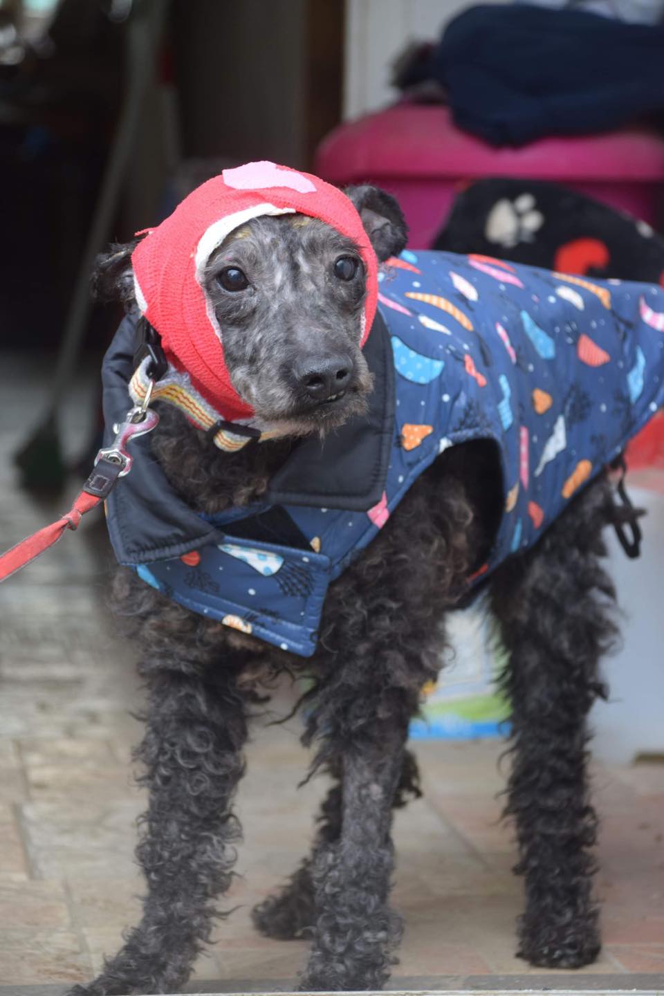 Tierschutz Pfote & Co e.V. – Bendeg