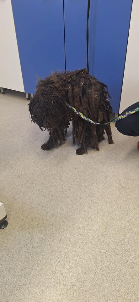 Tierschutz Pfote & Co e.V. – Bendeg