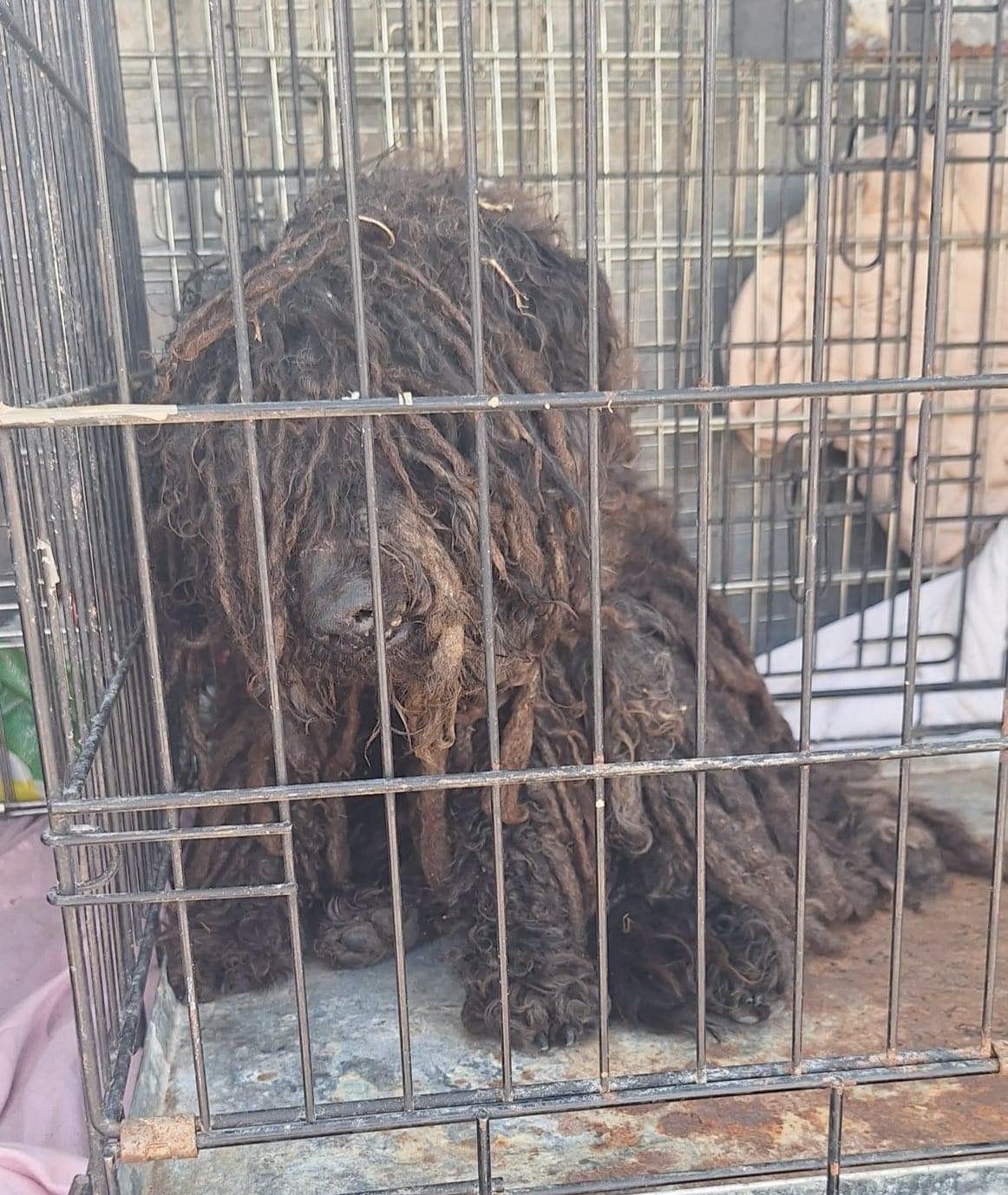 Tierschutz Pfote & Co e.V. – Bendeg